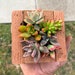 Micro Succulent Garden in 3.5 Inch Pot, Small Office Desk Arrangement ...