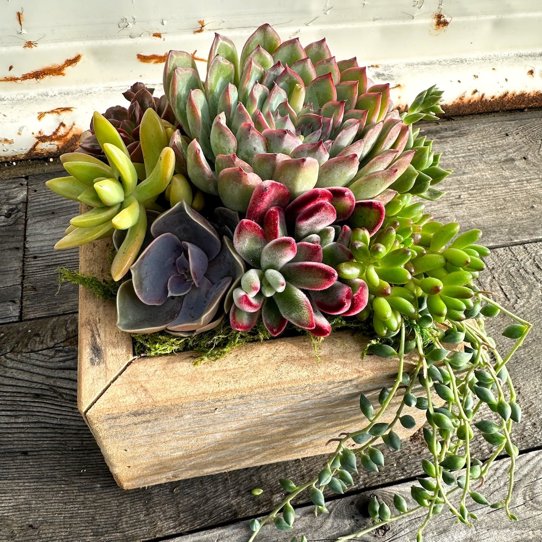 Live Succulent Arrangement Planter, Real Succulents, Wood Planter ...