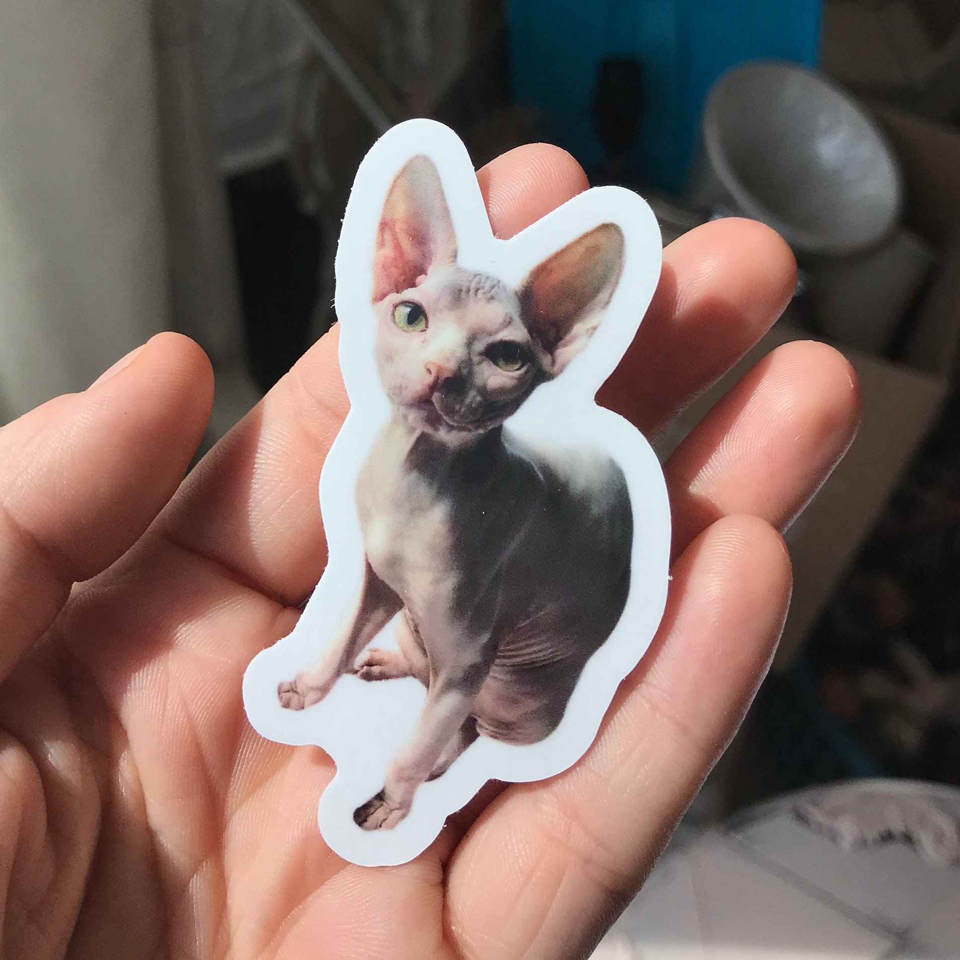 Sphynx Cat Vinyl Sticker Pumpkin - Etsy