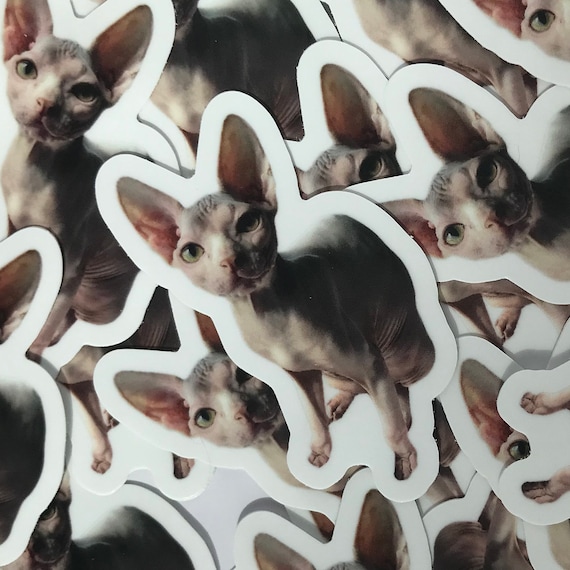 Sphynx Cat Vinyl Sticker Pumpkin | Etsy