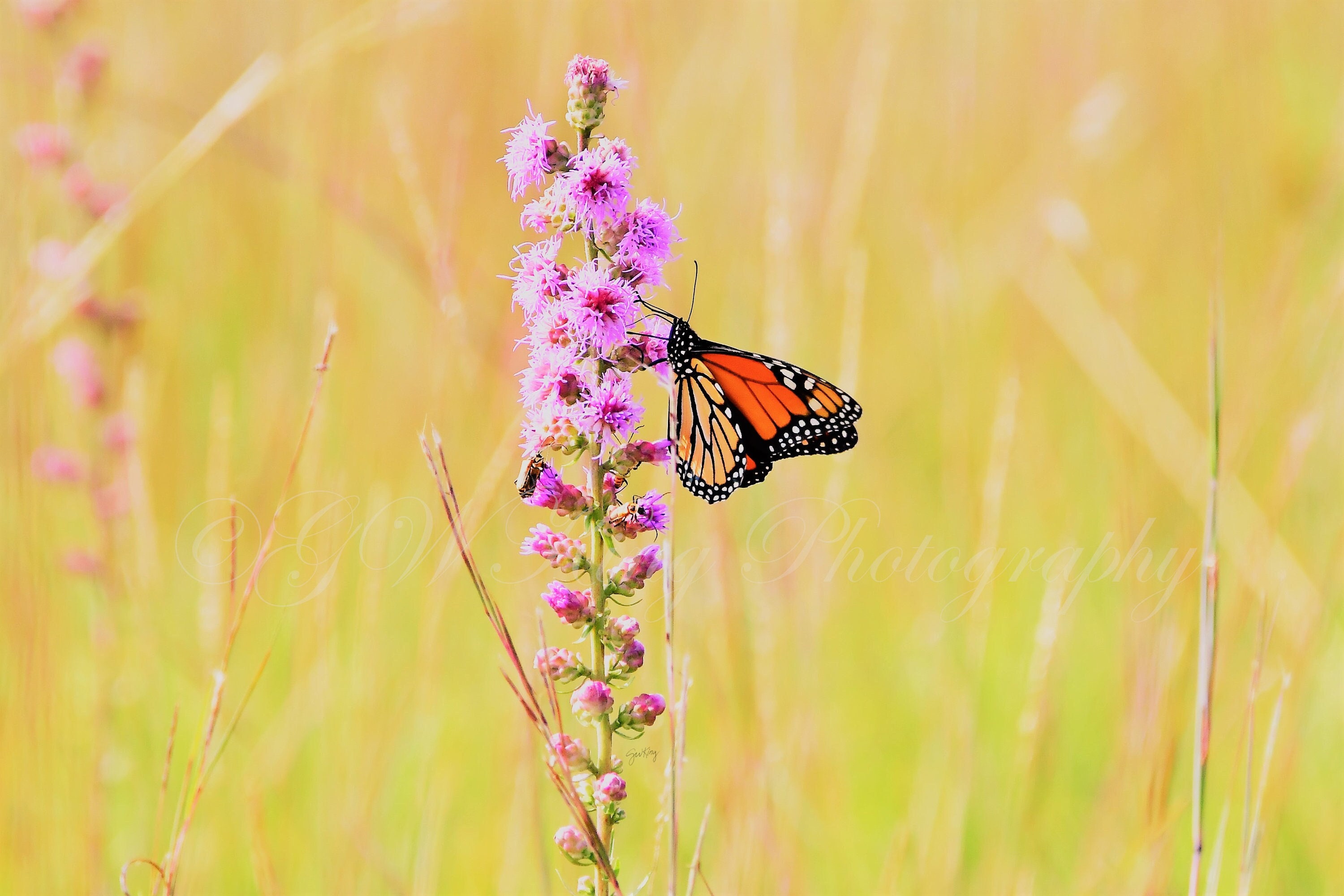 Monarch Butterfly Printable on Blazing Star, Uncropped Monarch Photo ...