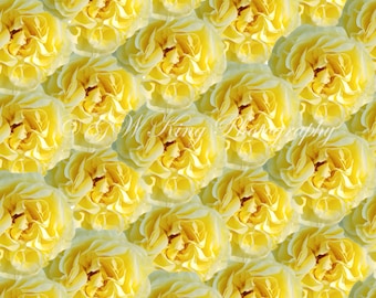 Pink & White Roses Collage Printables, Two Sizes 5x7, 8x10, Roses ...