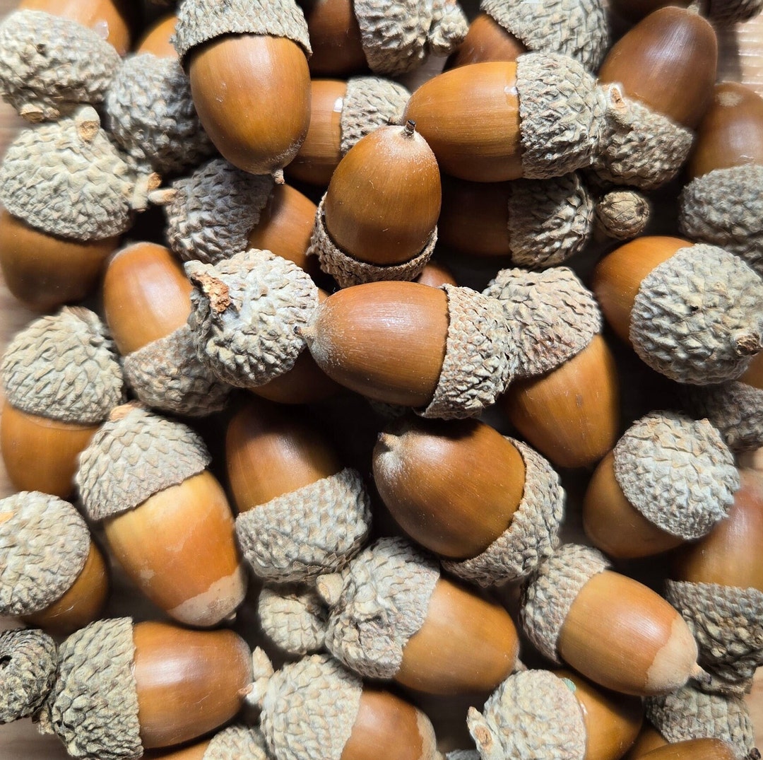 Large Quantity of Oak Acorns and Caps, Rinsed and Oven Dried for Crafts ...