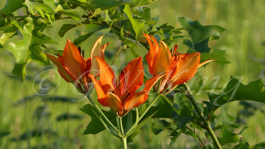 Wild Lily Printable, JPEG Download, Lily Digital File, Orange Flower ...