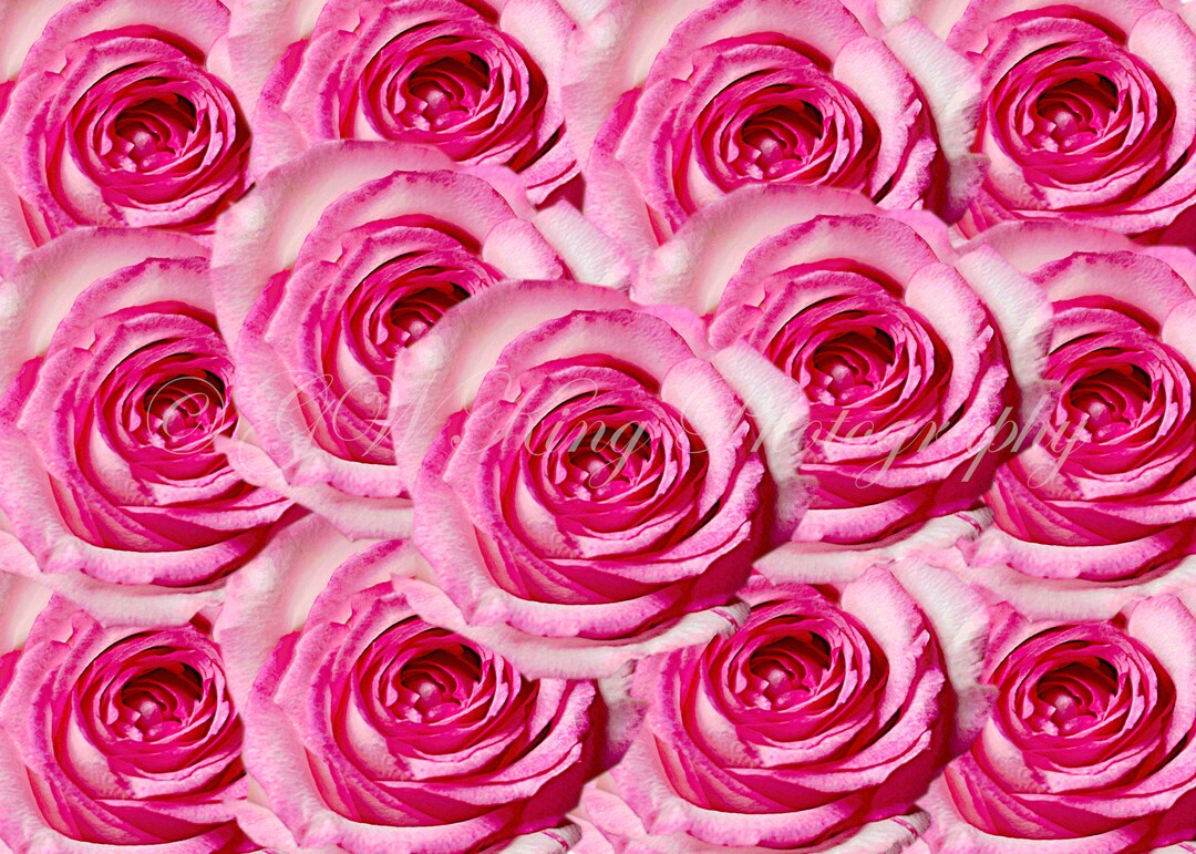 Pink & White Roses Collage Printables, Two Sizes 5x7, 8x10, Roses ...