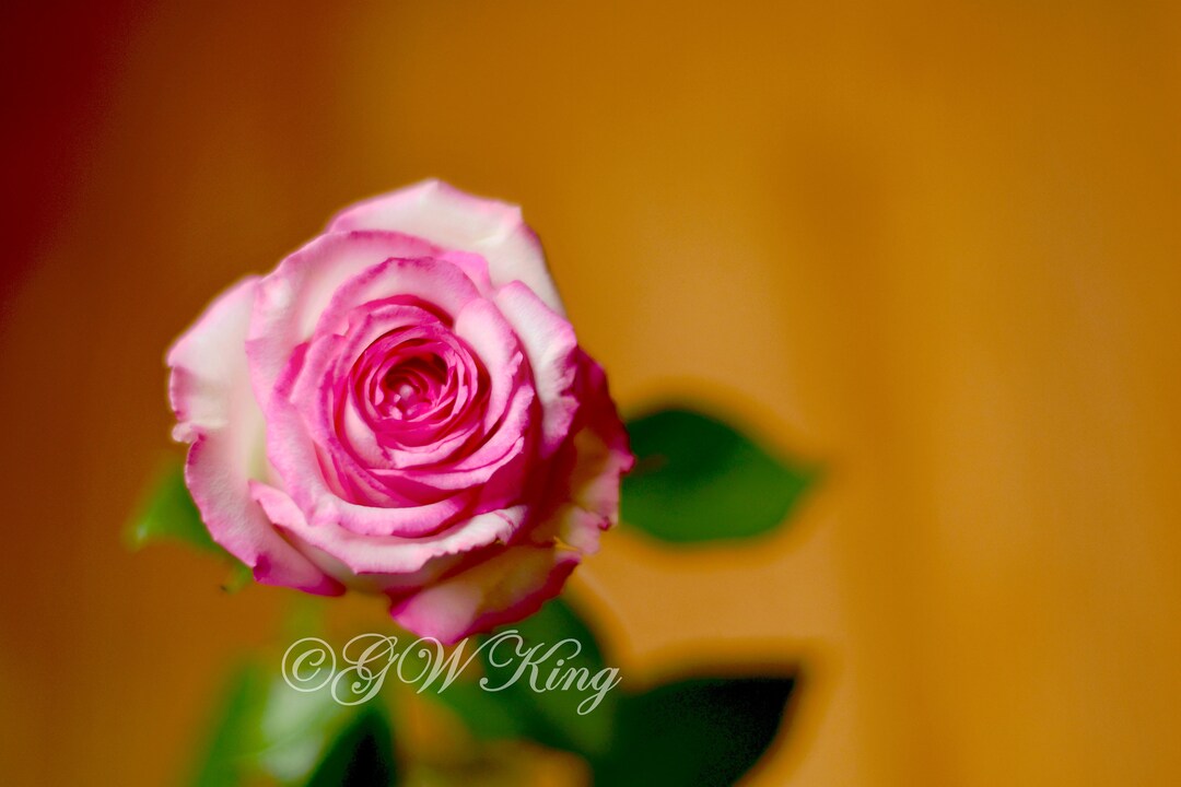 300 DPI Pink Rose Digital Download, Valentine's Day Rose, 5568 X 3712 ...
