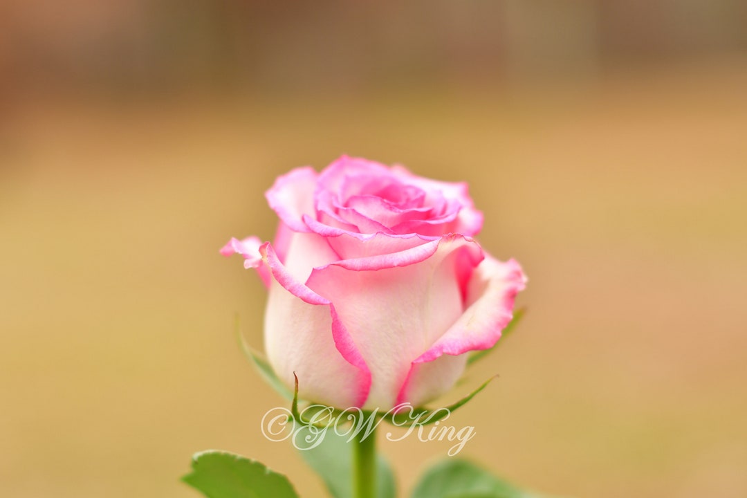 300 DPI Pink Rose Digital Download, Valentine's Day Rose, 5568 X 3712 ...