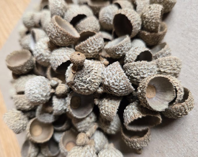 150 White Oak Acorn Caps, Rinsed, Air Dried; Various Sizes for Crafts ...