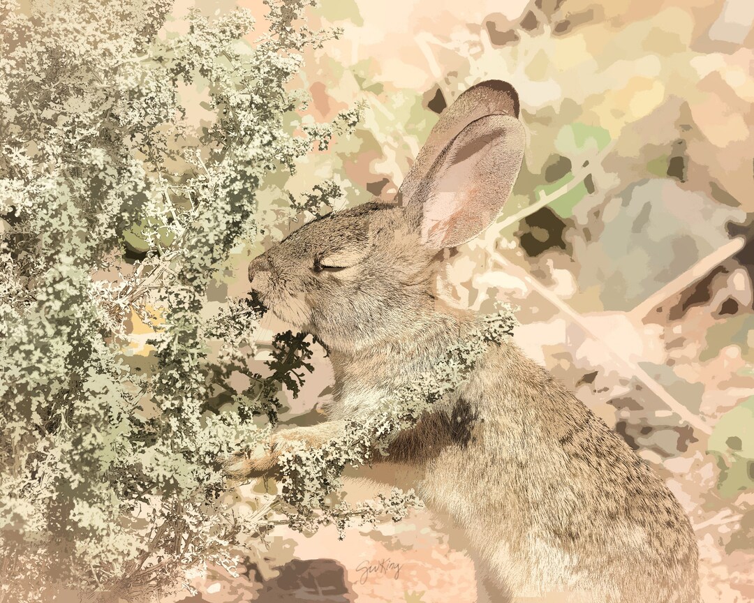 Desert Cottontail 8x10 Print, Cottontail Rabbit, Rabbit, Bunny ...