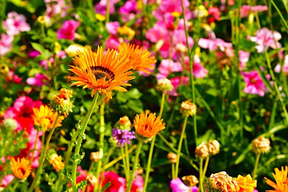 Think Spring Flowers Flowers Photo Flowers Print Digital - Etsy