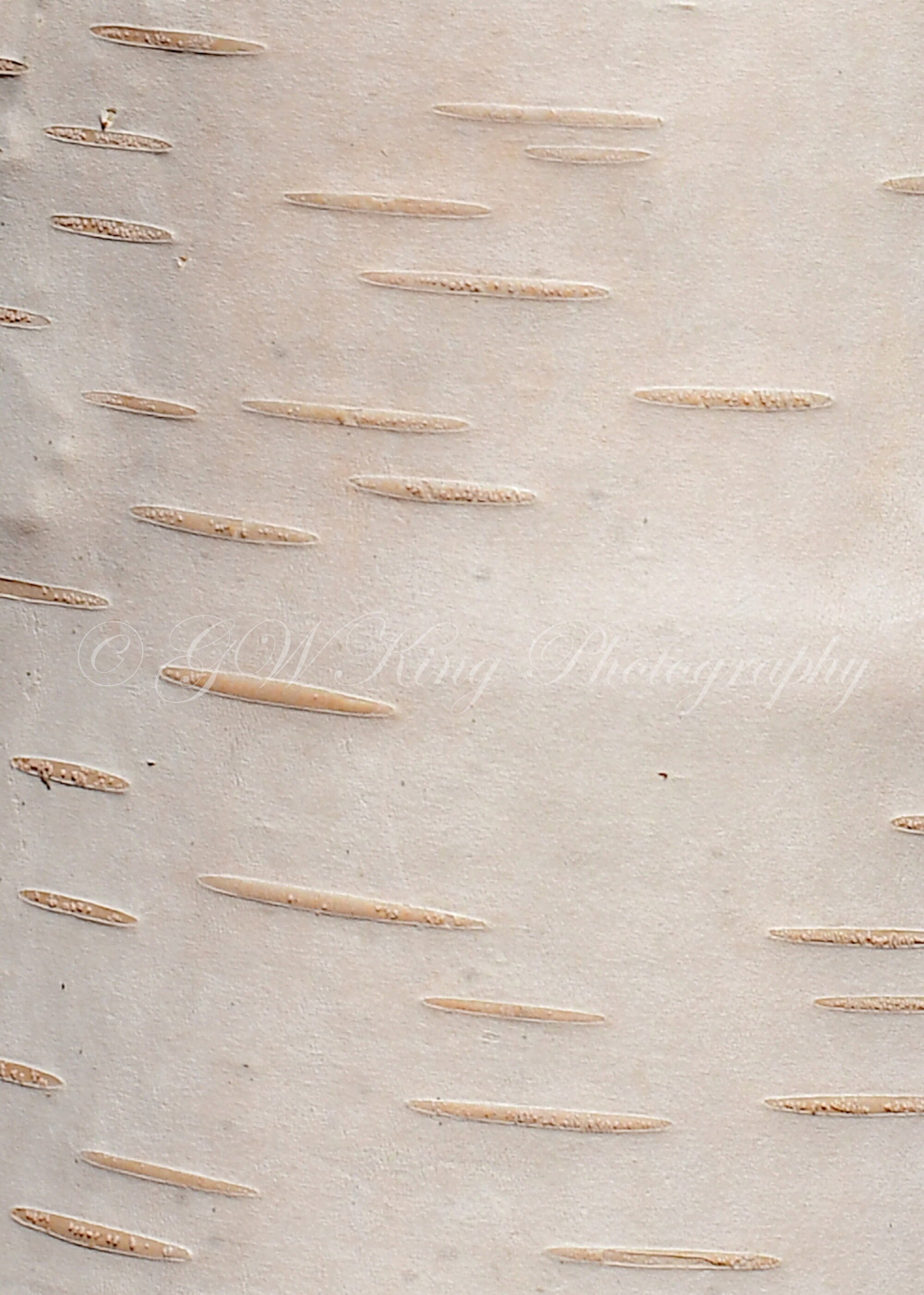 Paper Birch Bark Printables, Two Ratio Sizes, 5x7, 8x10, 300 DPI ...