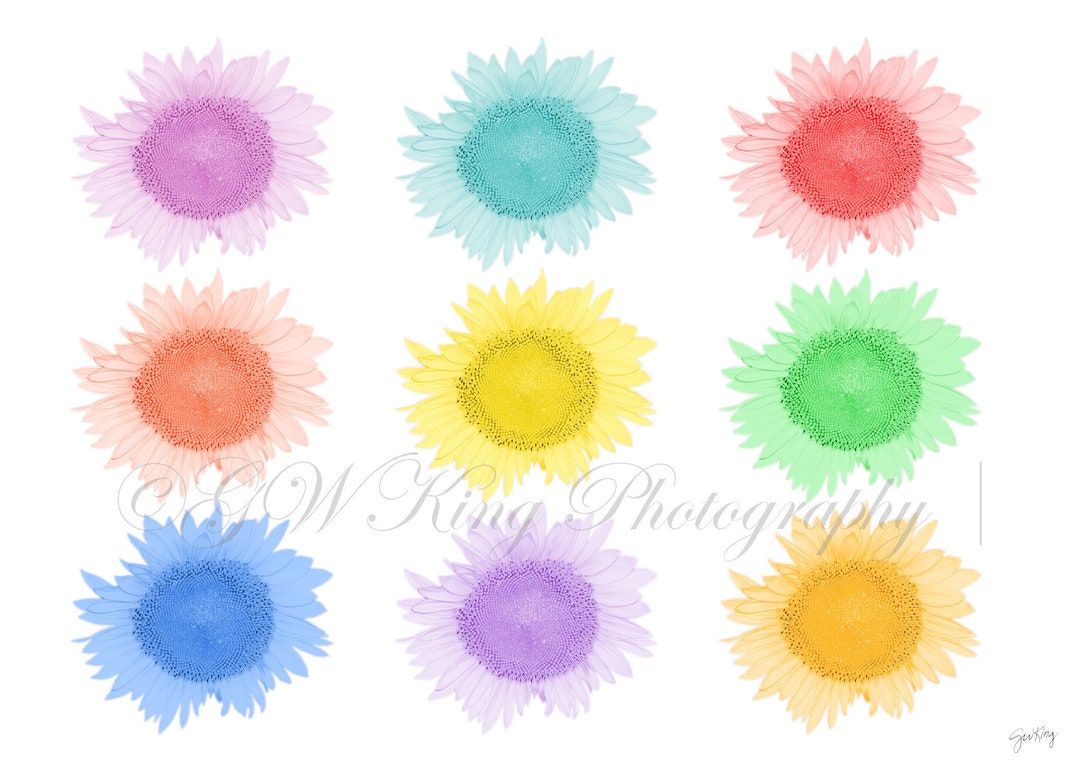 PNG Files Nine Pastel Sunflowers PLUS 2 JPG Files , Sunflowers, Clip ...