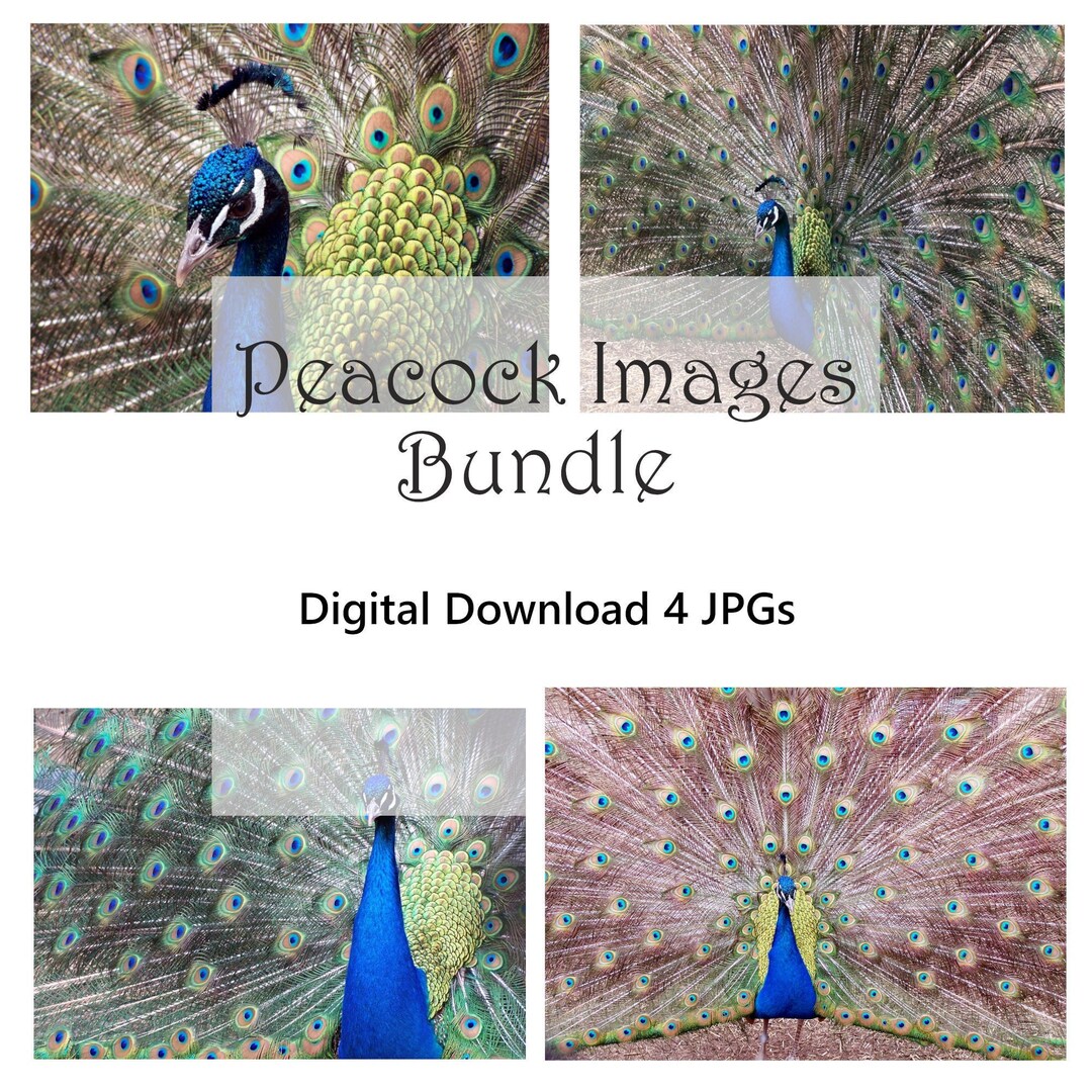 Bundle of Four (4) Peacock Printables, Peacock Digital Files, Peacock ...