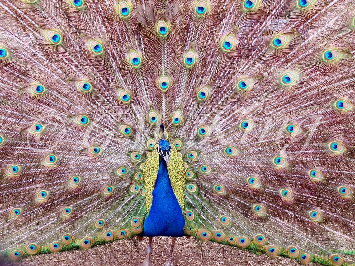 Bundle of Four 4 Peacock Printables, Peacock Digital Files, Peacock ...