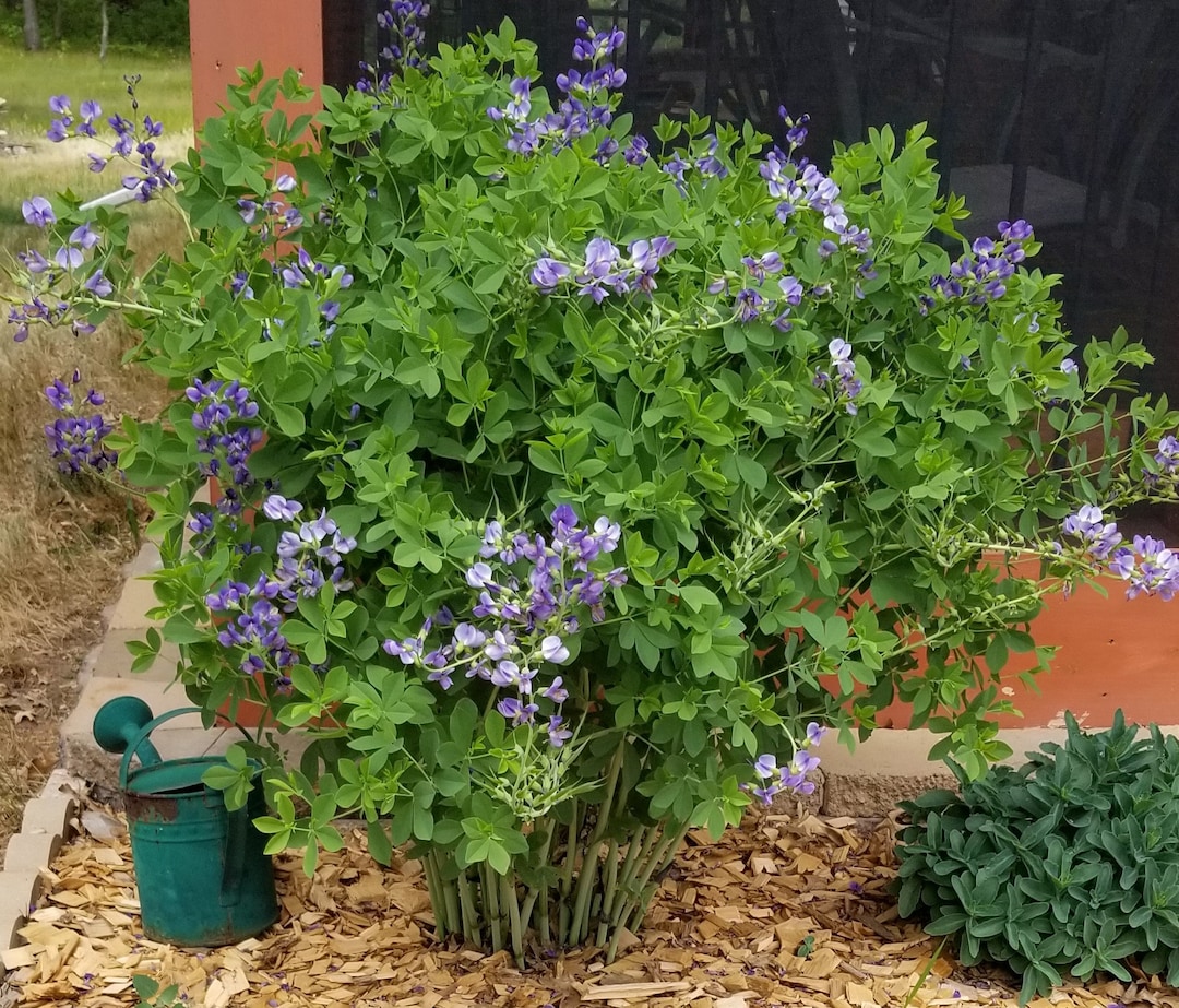 150 Native Blue False Indigo Seeds Baptisia Australis Seeds Harvested Fall 2023 - Etsy