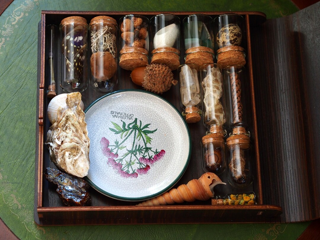Book-box Curiosity Collection, Collection of Wonders 3 the Twig Pattern ...