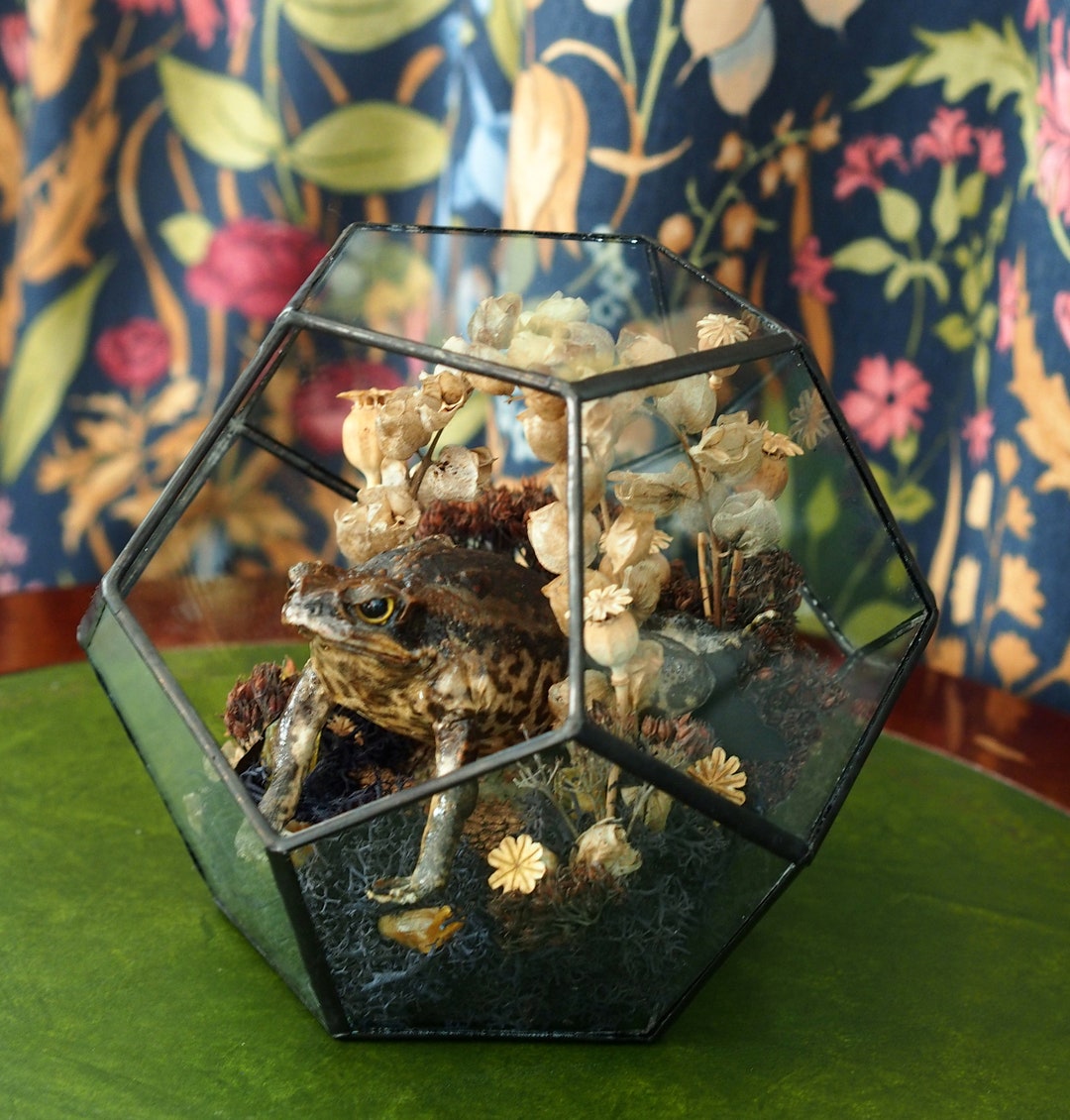 Interior, Altar Composition in the Terrarium With a Natural Stuffed ...