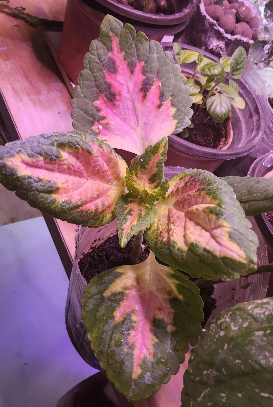 COLEUS PLANTS Watermelon Burgandy - Etsy
