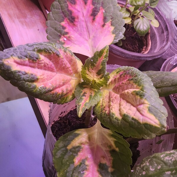 Watermelon Coleus - Etsy