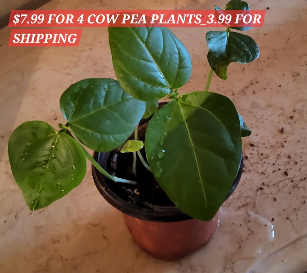 4 COW-PEA PLANT in Planter-soil - Etsy