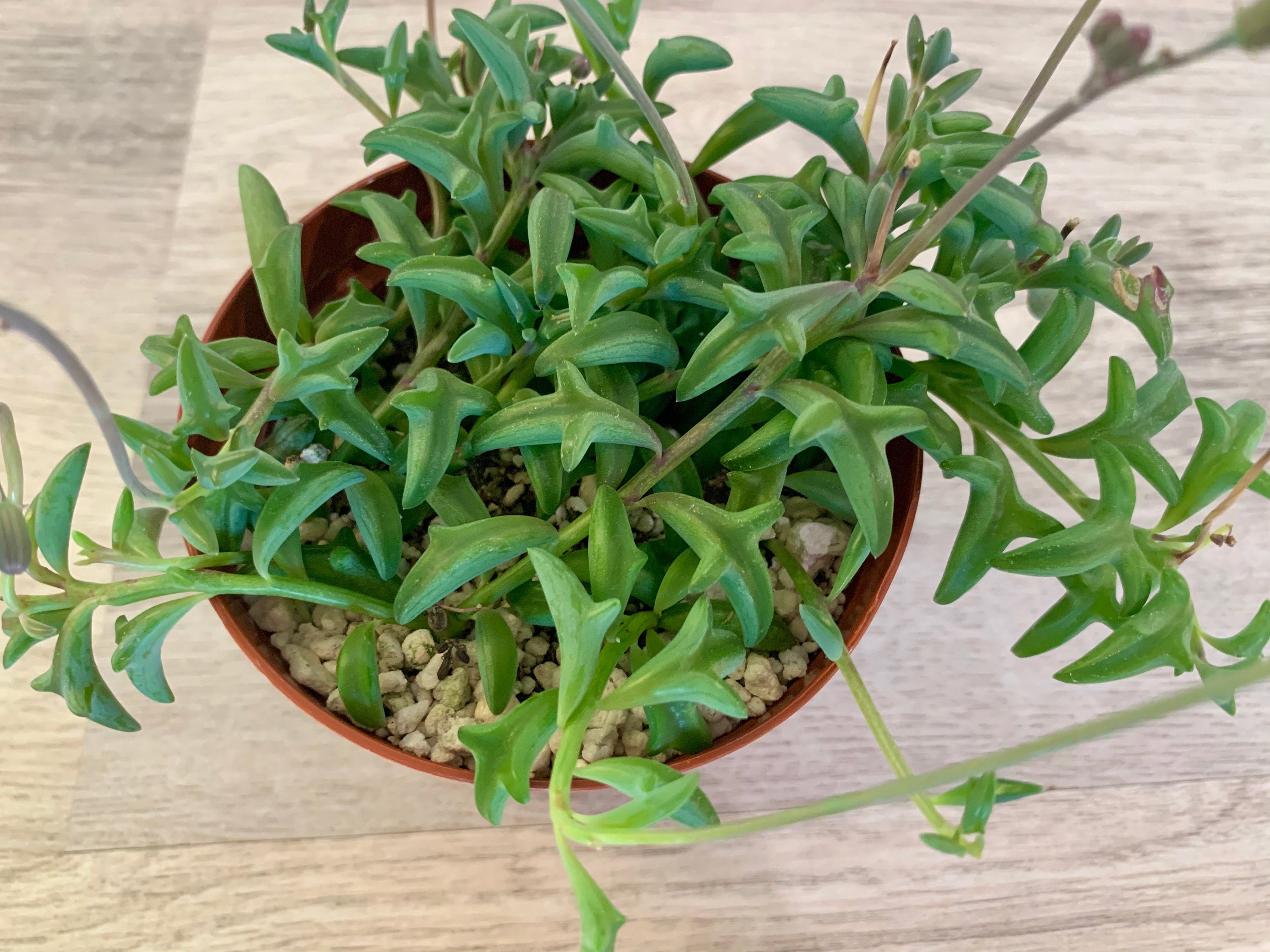 String of Dolphins senecio Peregrinus Live Succulent - Etsy UK