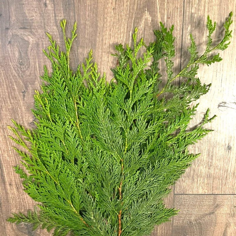 Fresh Evergreen Cuttings - Etsy