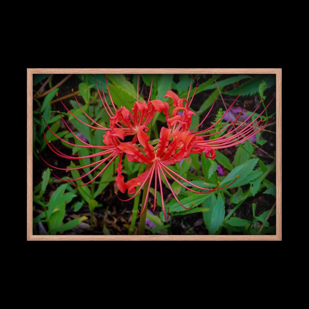 Red Spider Lily Framed Flower Wall Art Print Living Room Wall Decor ...