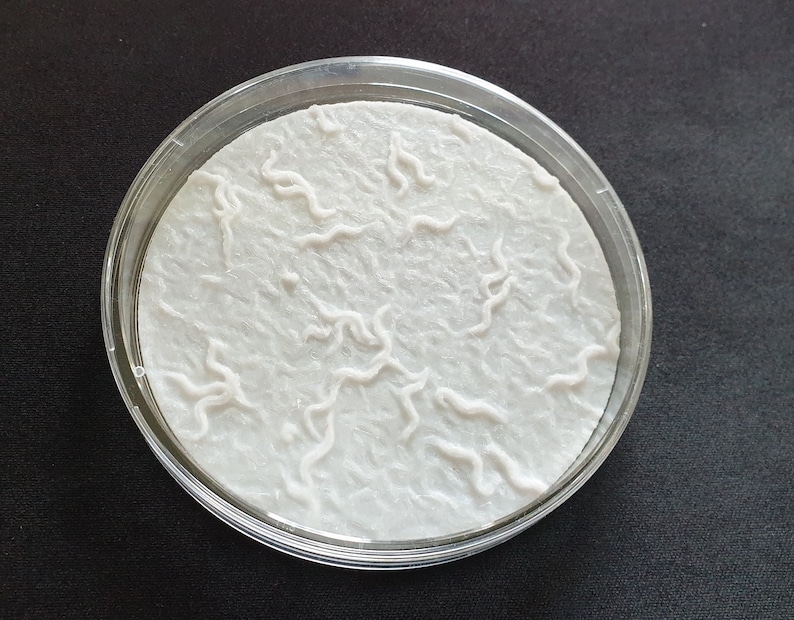 C. Elegans Plate of Worms (3D Print) - Etsy