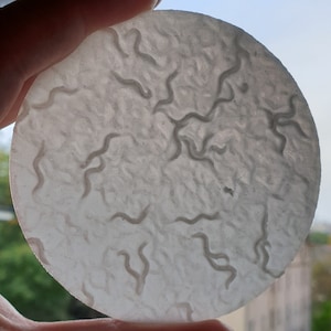 C. Elegans Plate of Worms (3D Print) - Etsy UK