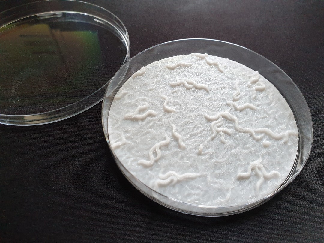 C. Elegans Plate of Worms (3D Print) - Etsy