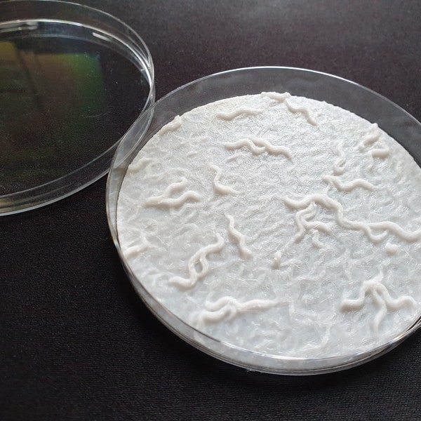 C. Elegans Worms - Etsy