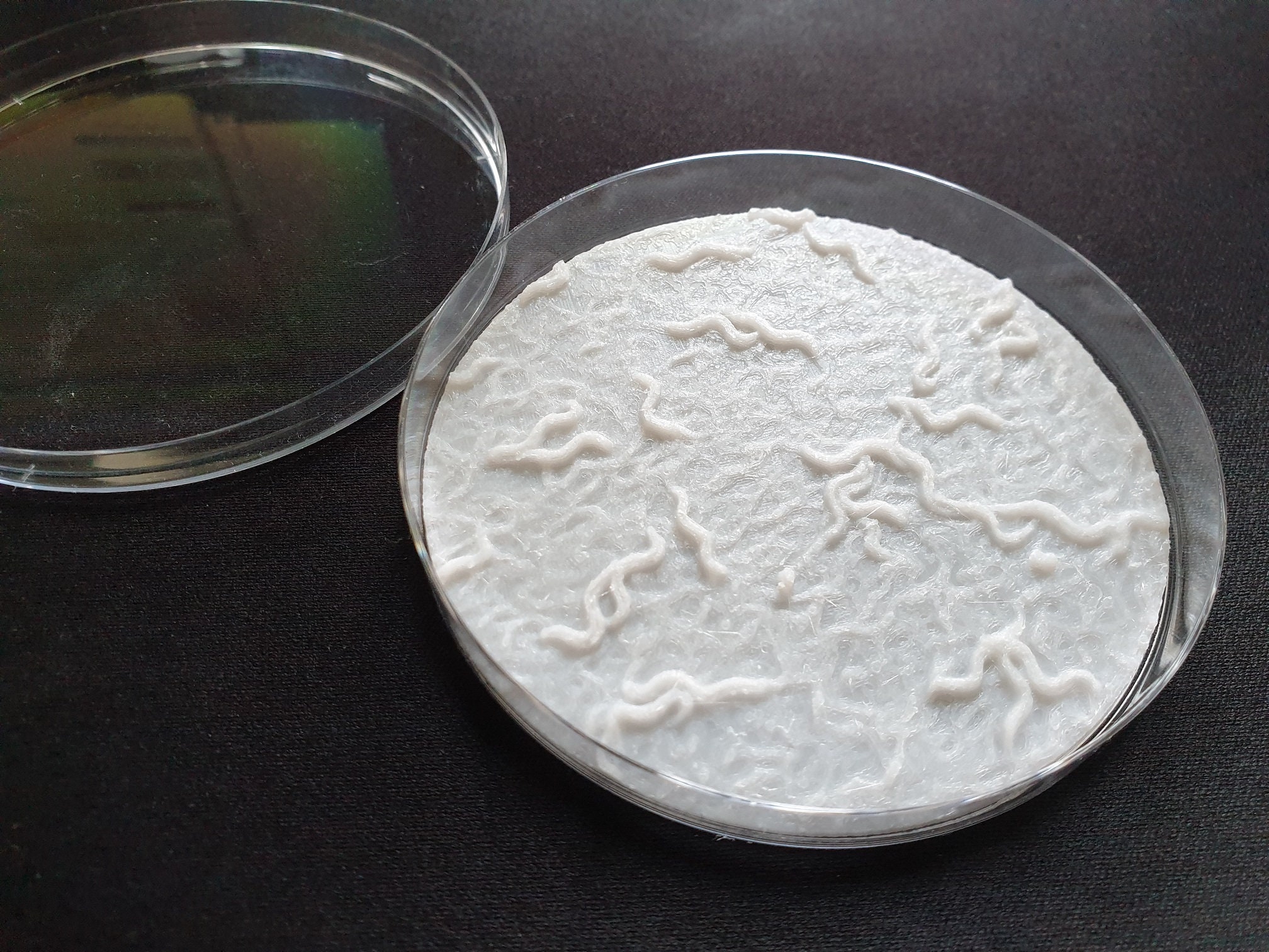 C. Elegans Plate of Worms (3D Print) - Etsy Canada