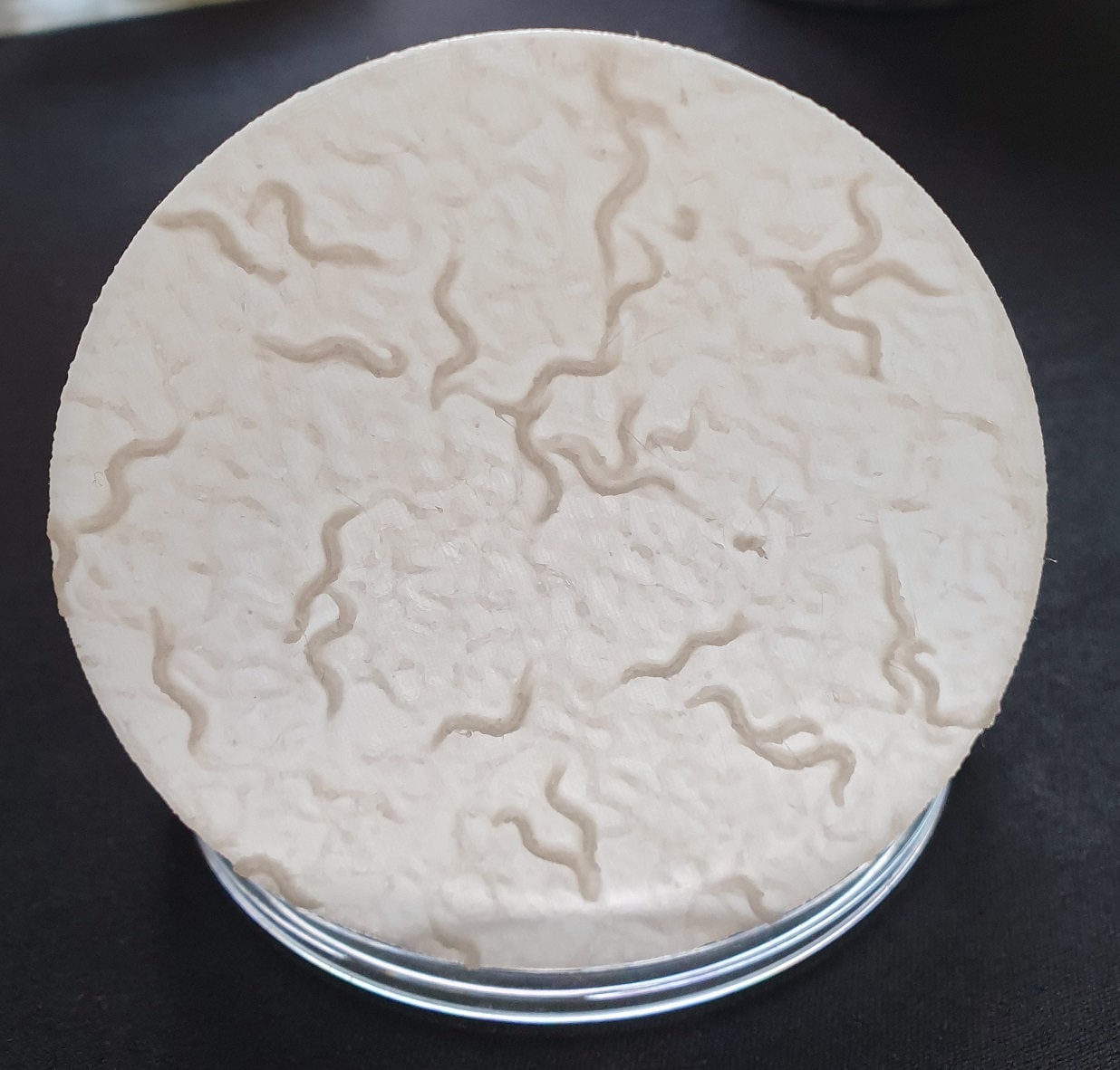 C. Elegans Plate of Worms (3D Print) - Etsy