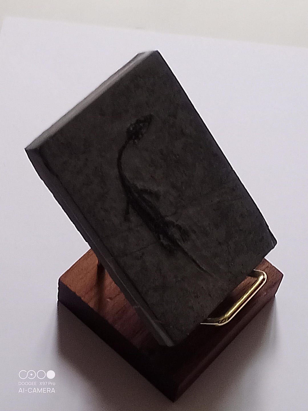 Natural Keichousaurus Skeleton Larva Fossil Death Plaque - Etsy