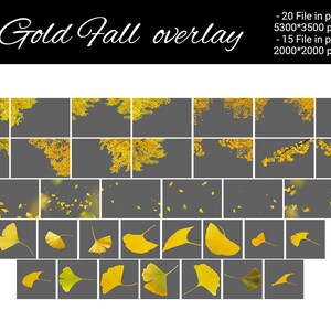 35 PNG Gold Fall Photo Overlays: Ginkgo Leaves, Fall Branches, Gold ...