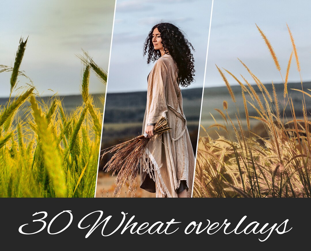 30 PNG Wheat Photo Overlays: Golden Fields, Summer Overlays, Flower ...
