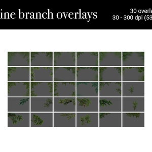 30 Pine Branch Photo Overlays, Png: Christmas Trees, Pine, Fir Branches ...