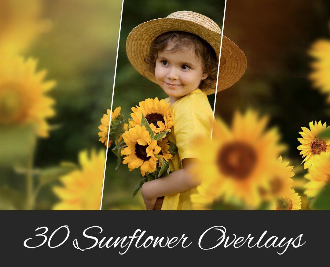 30 PNG Sunflower Photo Overlays: Floral, Summer and Spring Overlays ...