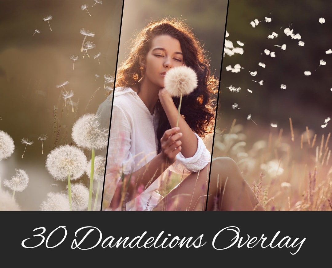 30 PNG Dandelion Photo Overlays: Blow, Summer/spring Overlays ...