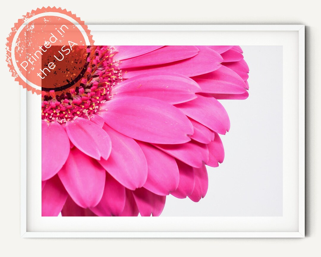Pink Daisy Print // Daisy Flower Photo Print Pink Gerbera - Etsy