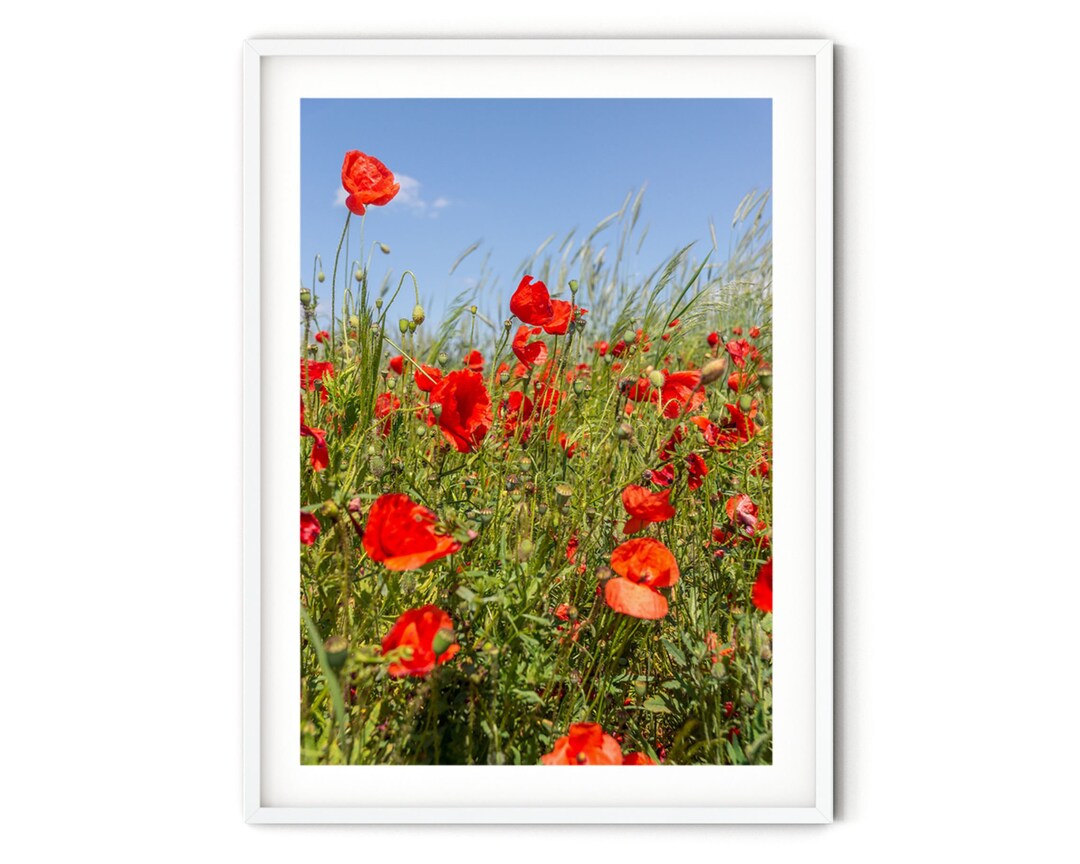 Red Poppy Flower Print Fine Art Poppy Photography Summer - Etsy