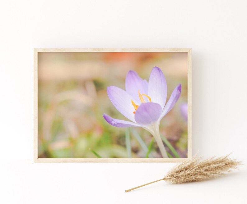 Purple Crocus Print, Fine Art Spring Flower Photography, Minimalist ...