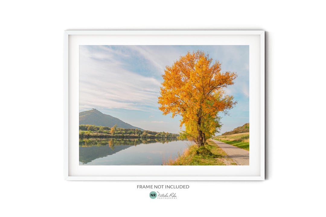 Fall Tree Wall Art Poster || Colorful Yellow Foliage Photo, Autumn ...