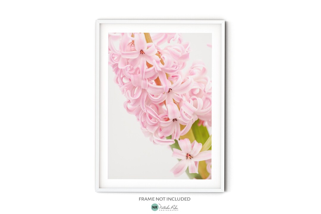 Blush Pink Hyacinth Photo Print, Fine Art Spring Flower Photography ...