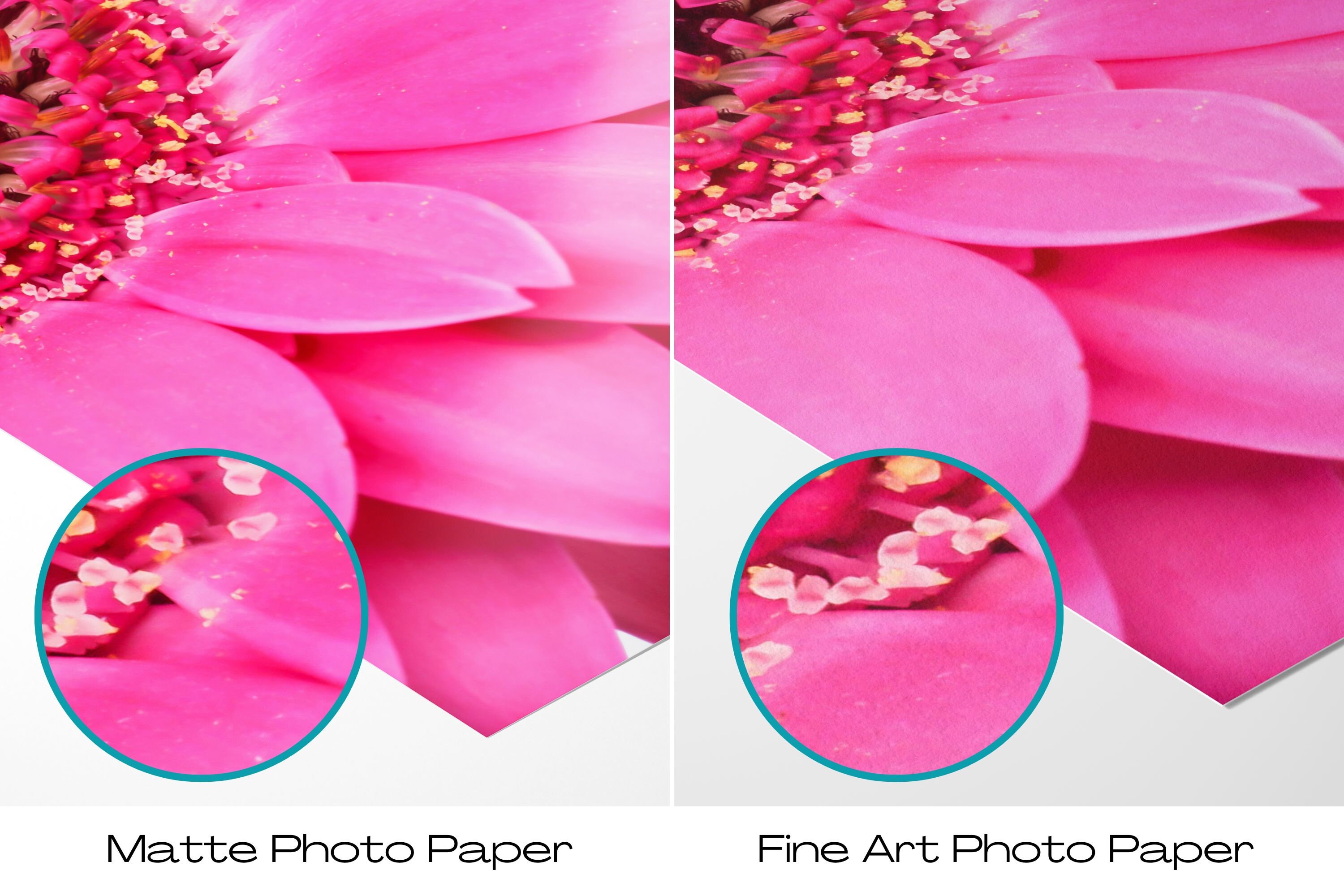 Pink Daisy Print // Daisy Flower Photo Print Pink Gerbera - Etsy