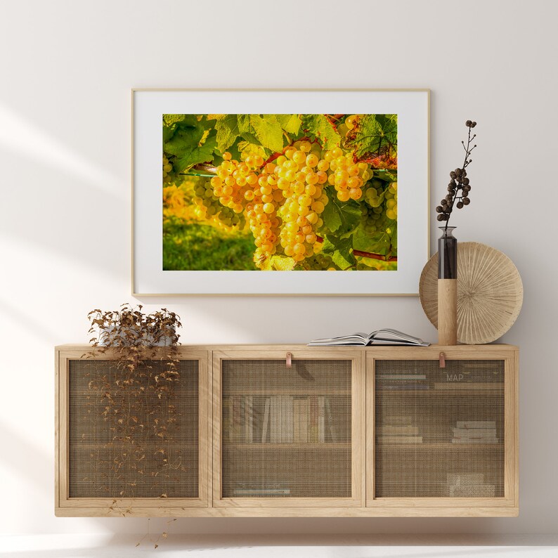 White Grapes Print, Fine Art Vine Photography, Vineyard Wall Art, Large ...