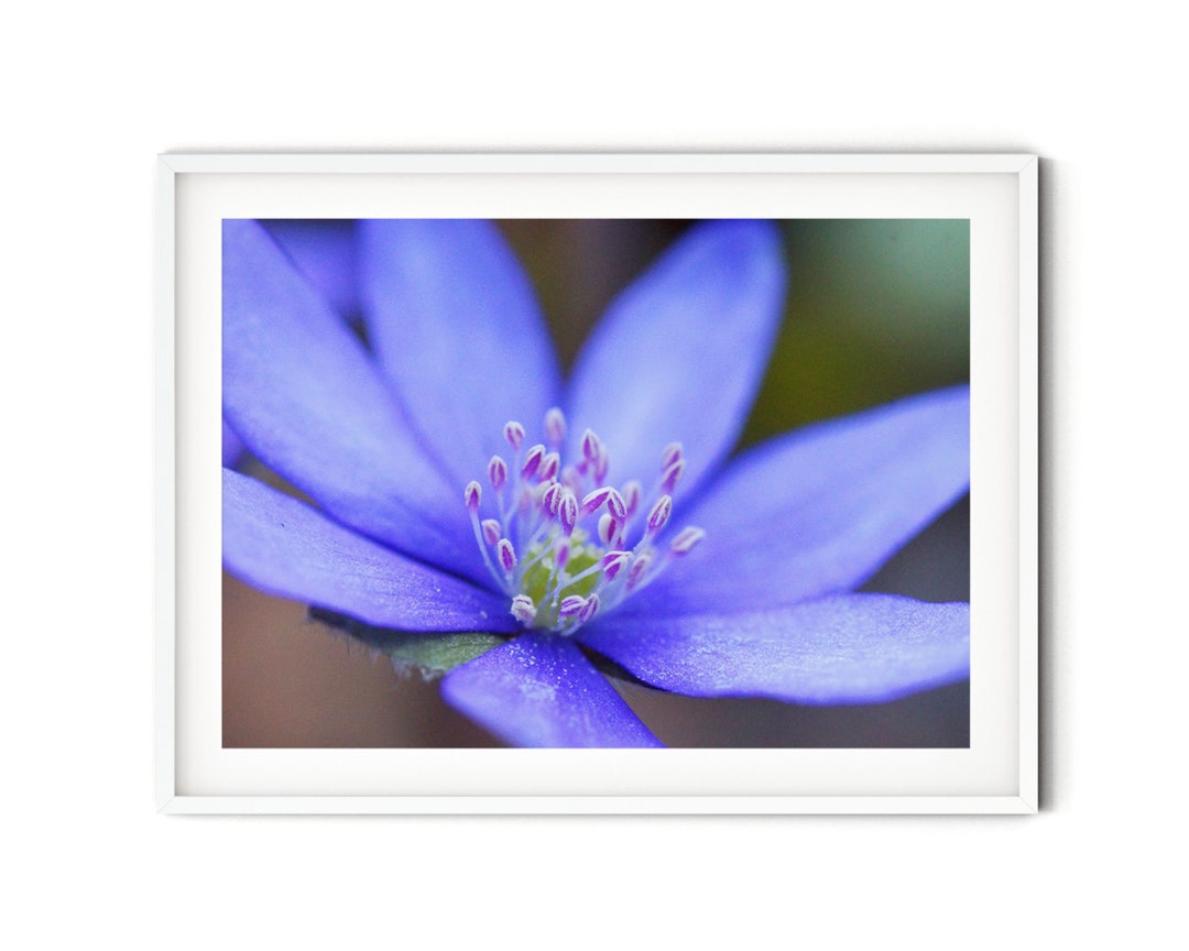 Blue Spring Flower Print, Fine Art Hepatica Photography, Large Floral ...