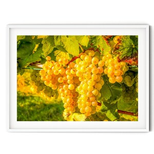 White Grapes Print, Fine Art Vine Photography, Vineyard Wall Art, Large ...