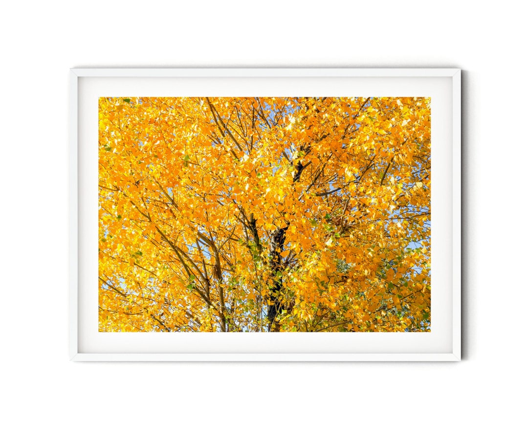 Autumn Tree Wall Art Yellow Fall Foliage Photography Indian - Etsy UK