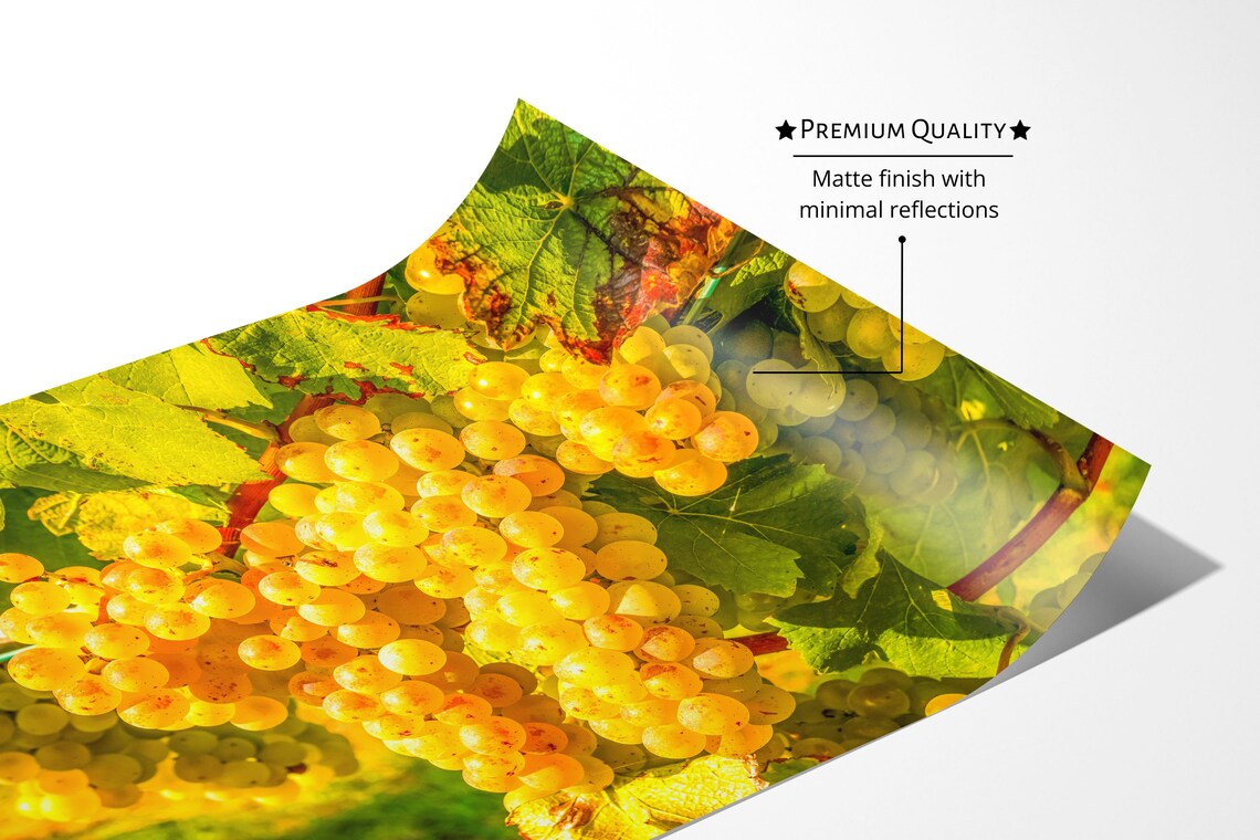 White Grapes Print, Fine Art Vine Photography, Vineyard Wall Art, Large ...